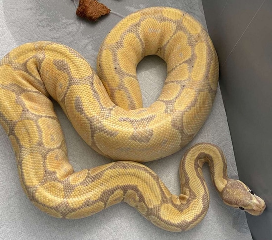 Banana Het Lavender Albino (Proven) Ball Python by On Point Ball Pythons