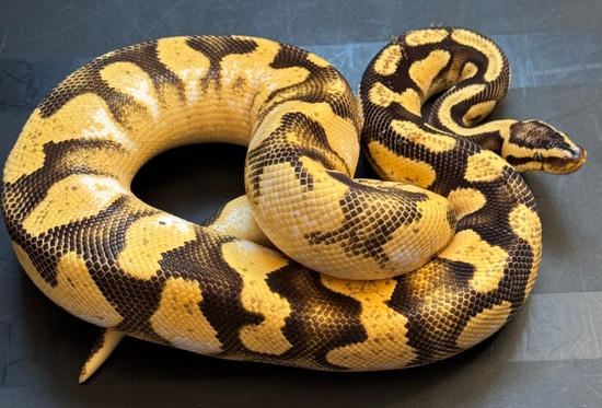 Super OD Pastel Enchi YB Calico Ball Python by On Point Ball Pythons