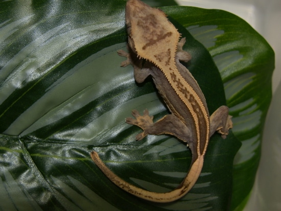 Super Stripe Lavender Quad Stripe With Kneecaps Crested Gecko by Calico ...