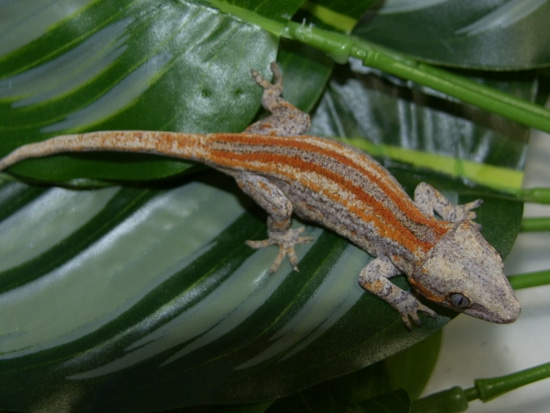 Red And Orange Stripe With Lavender Side Stripe Gargoyle Gecko by ...