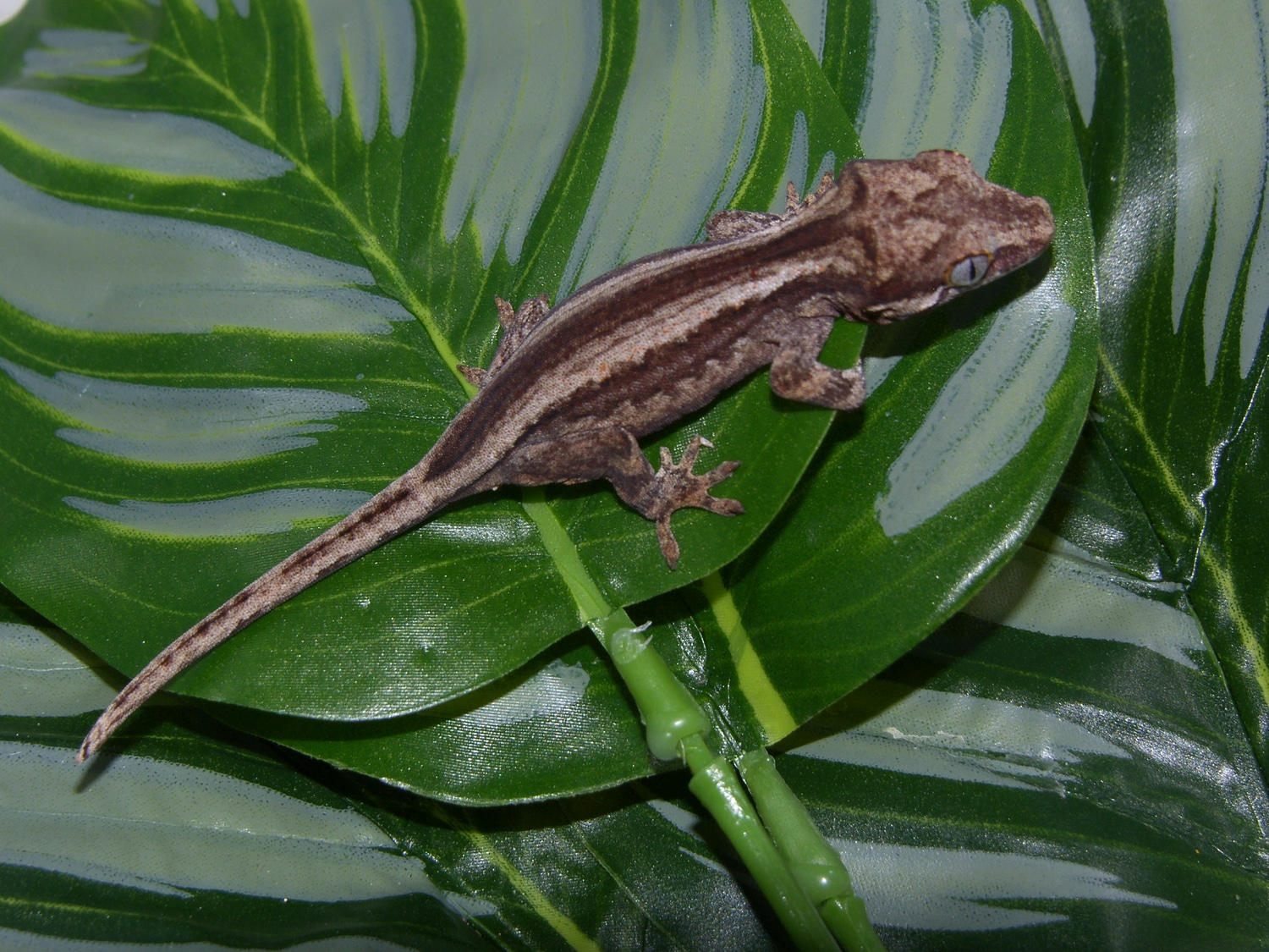 Black And White Stripe Gargoyle Gecko by Calico Rhacs - MorphMarket