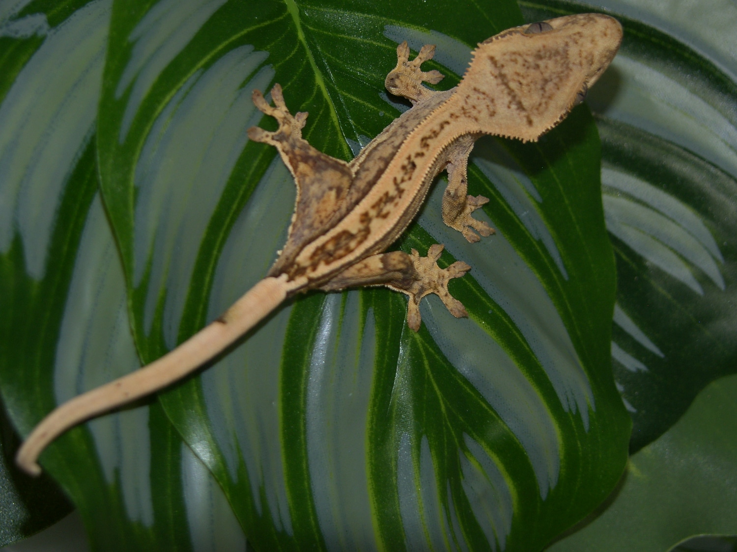 Heavy Pin Mocha Citrus Quad Stripe With Fringing And Kneecaps. Summer ...