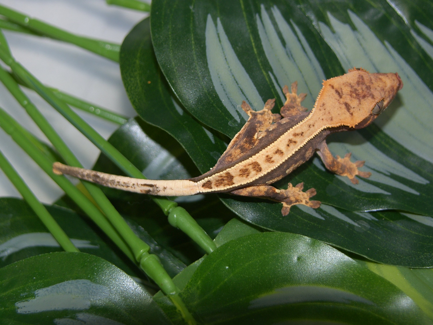 Full Pinstripe With Light Lavender Sides Portholes Kneecaps Fringing ...