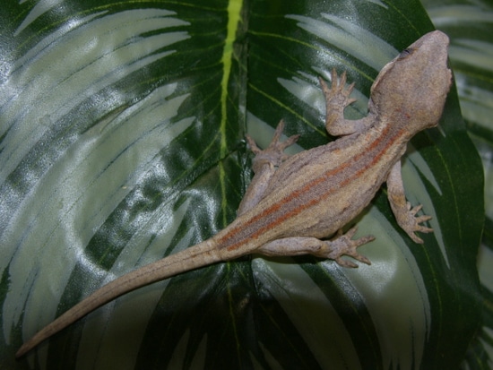 Light Orange Stripe With A Lavender Side Stripe. Produced By Calico ...