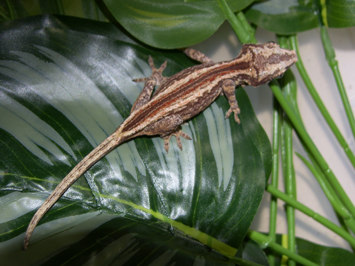 Yellow Base With Dark Dorsal Stripe And Red Stripes And White Stripes ...
