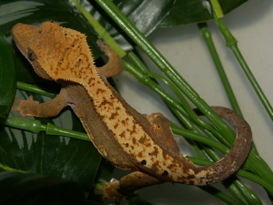 Different Looking Red Partial Pinstripe Male. Produced By Calico Rhacs ...