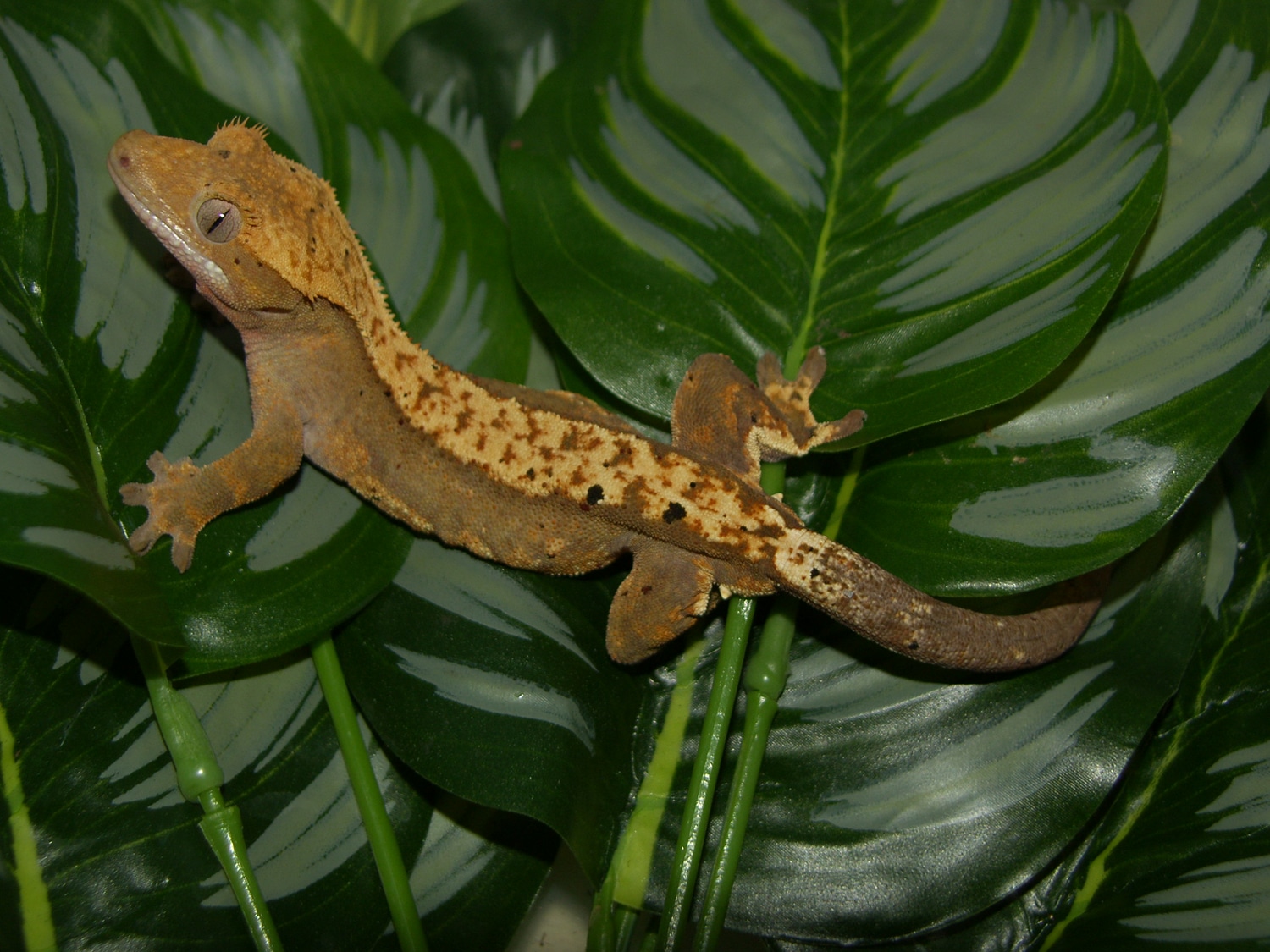 Different Looking Red Partial Pinstripe Male. Produced By Calico Rhacs ...