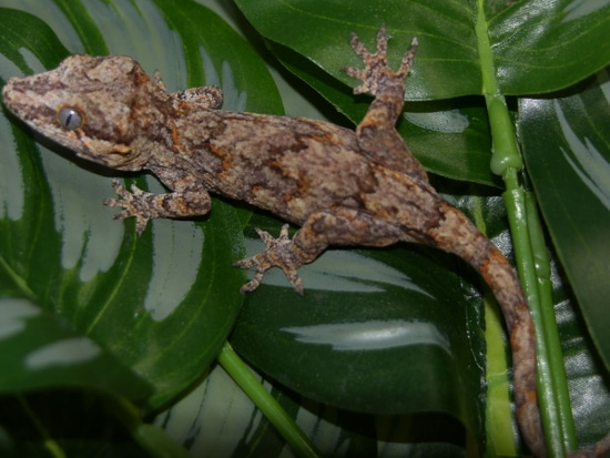 Dark Reticulated Orange Blotch. Produced By Calico Rhacs Gargoyle Gecko ...