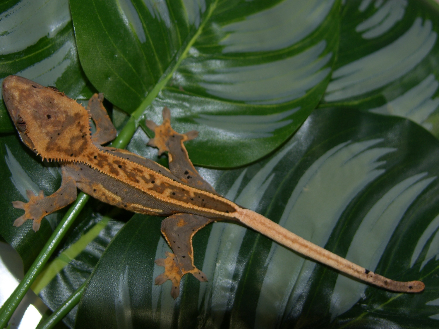 A Nice Dalmatian Produced By Calico Rhacs Crested Gecko by Calico Rhacs ...