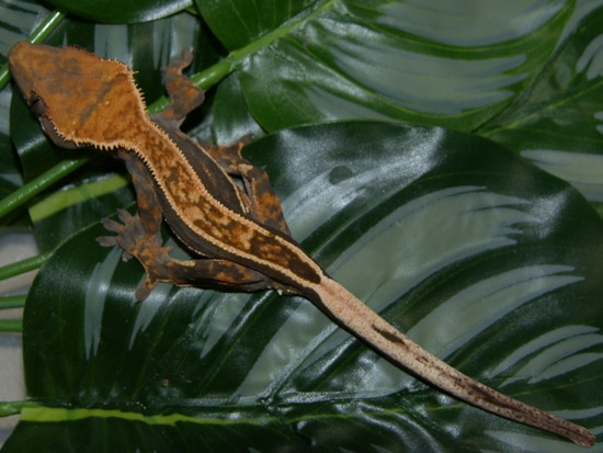 Nice Dark Lavender Quad-stripe With An Orange Belly. Produced By Calico ...