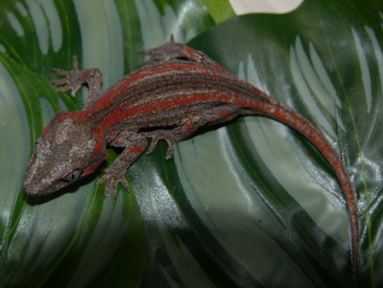 Nice Red Stripe With Lavender Side Stripe. Produced By Calico Rhacs ...