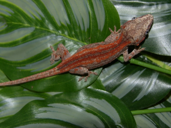 Red And Orange Stripe . Produced By Calico Rhacs Gargoyle Gecko by ...