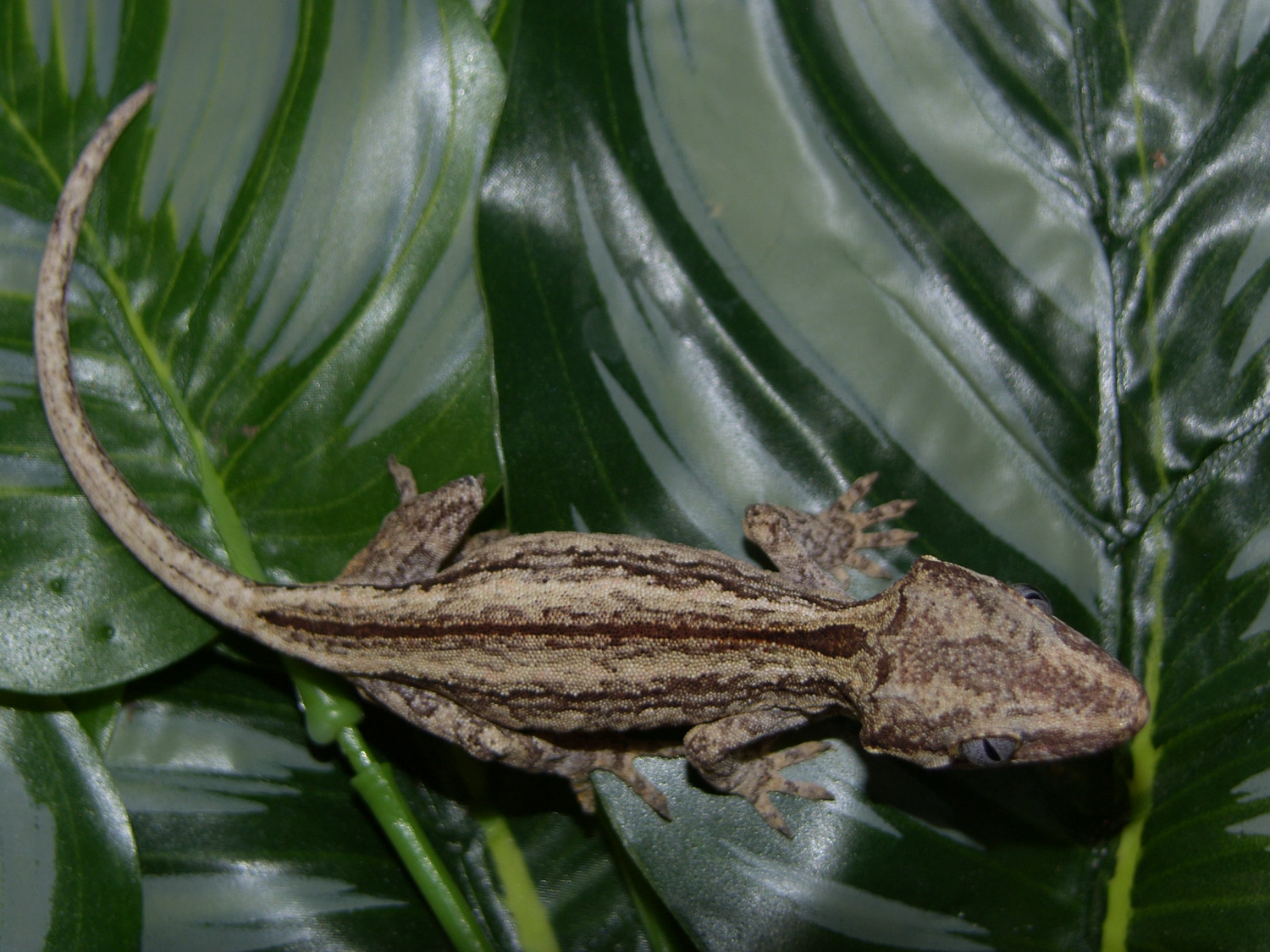 Black And White Stripe. Produced By Calico Rhacs Gargoyle Gecko by ...