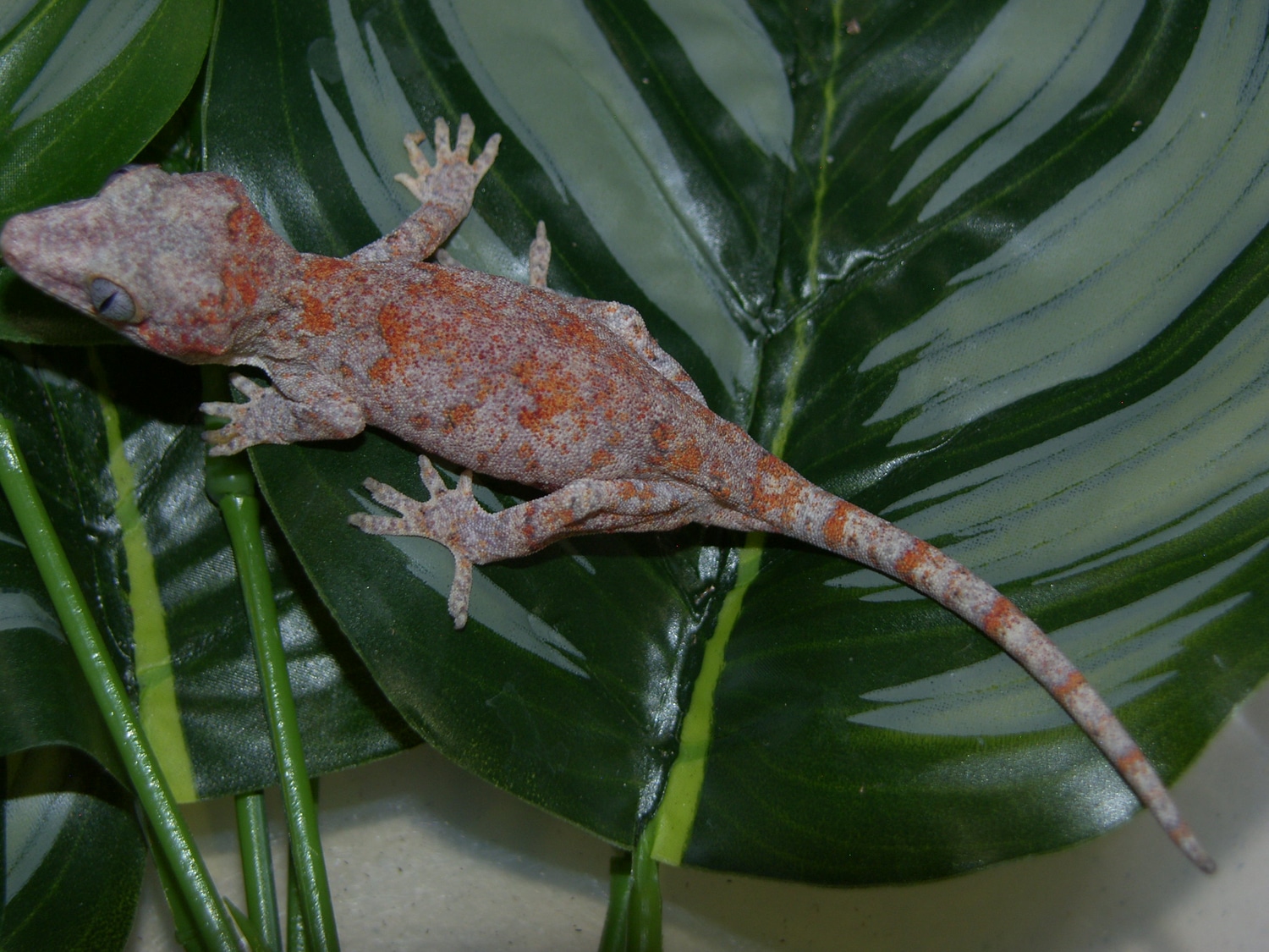 Nice Light Orange Blotch Gargoyle Gecko by Calico Rhacs - MorphMarket