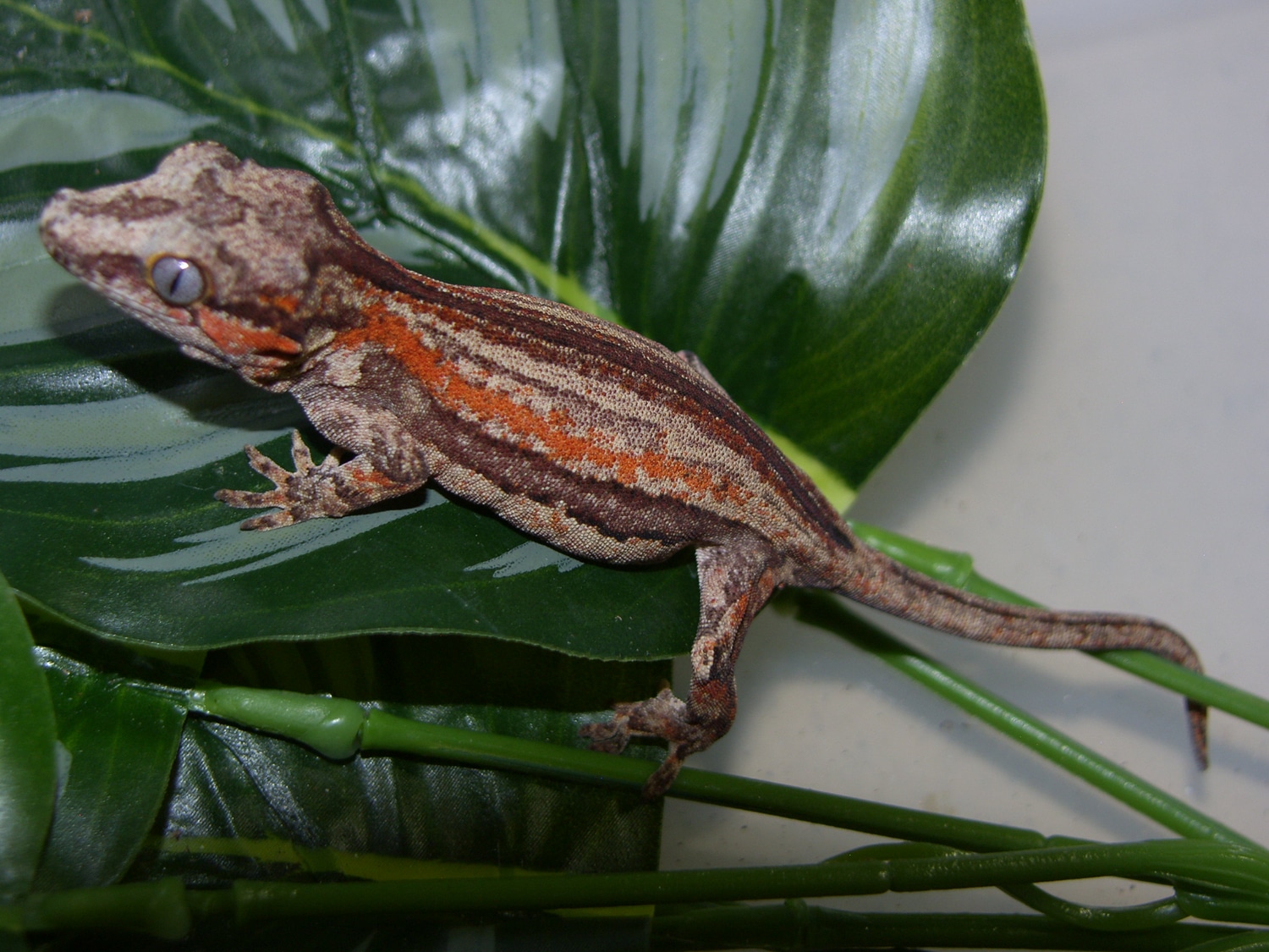 Nice Fat Gargoyle,Big For His Age Gargoyle Gecko by Calico Rhacs ...