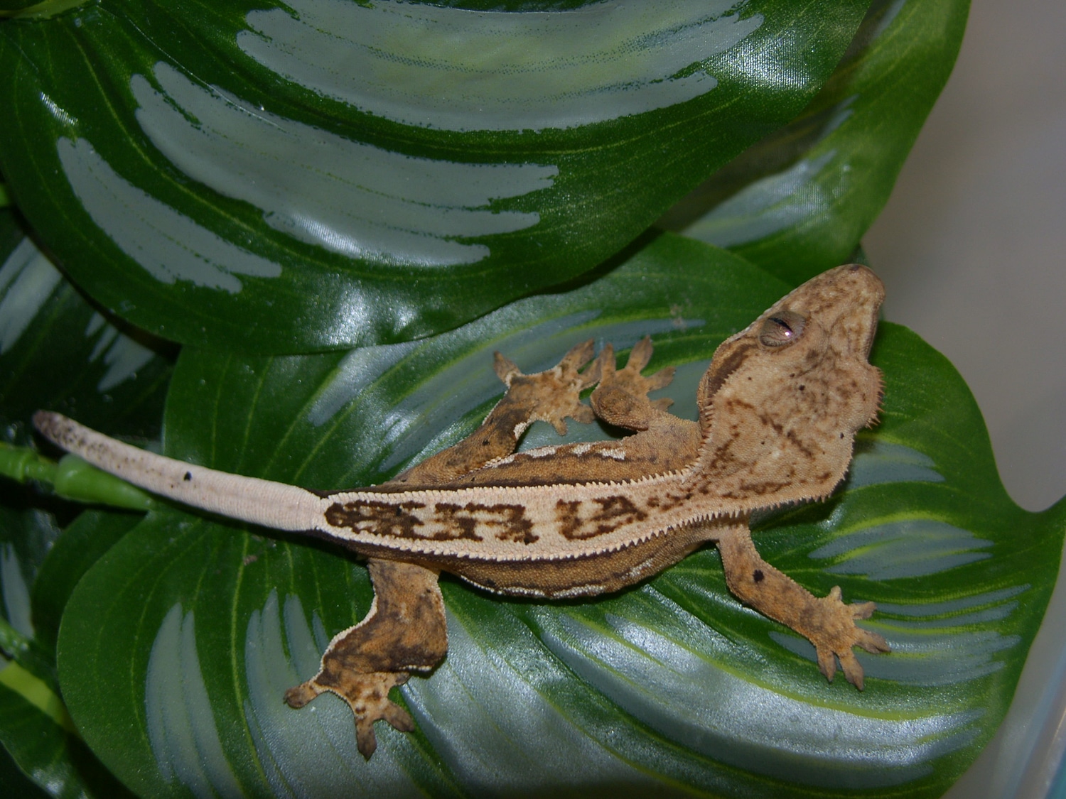 Heavy White Pinstripe Produced By Calico Rhacs Crested Gecko by Calico ...