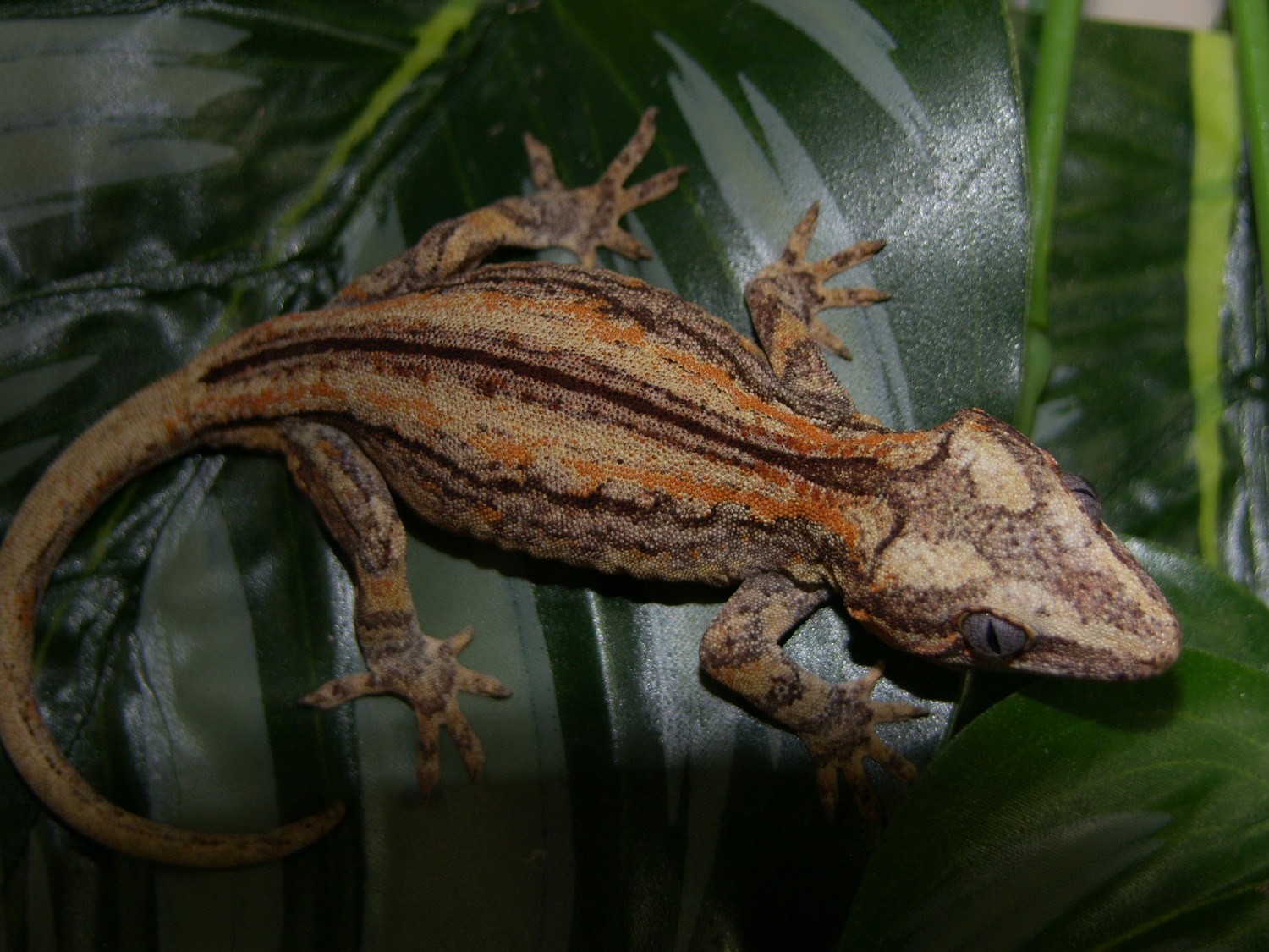 Nice Yellow Base Striped Gargoyle Produced By Calico Rhacs Gargoyle ...