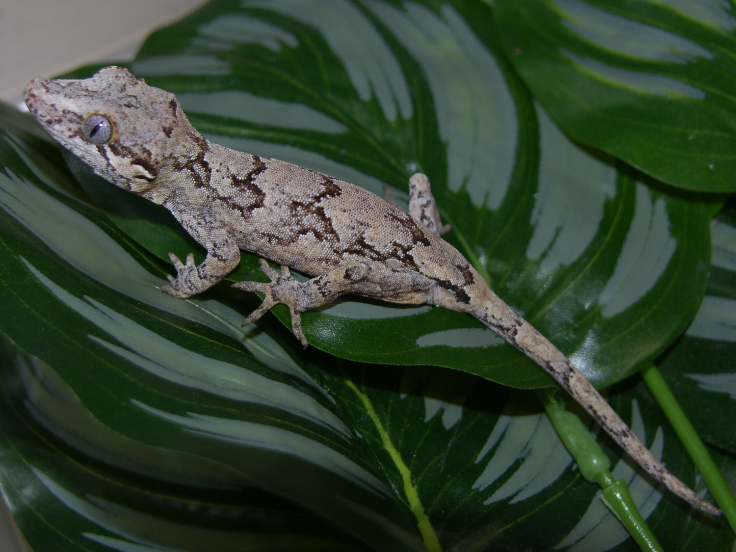 Light Banded Reticulated Gargoyle Produced By Calico Rhacs Gargoyle ...