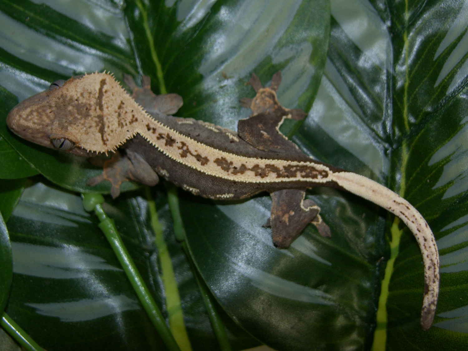 Lavender Cream Pinstripe. Produced By Calico Rhacs Crested Gecko by ...