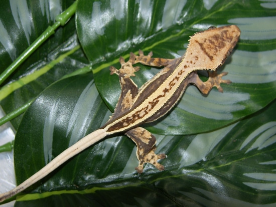 Heavy Pin Quad Stripe Produced By Calico Rhacs Crested Gecko by Calico ...