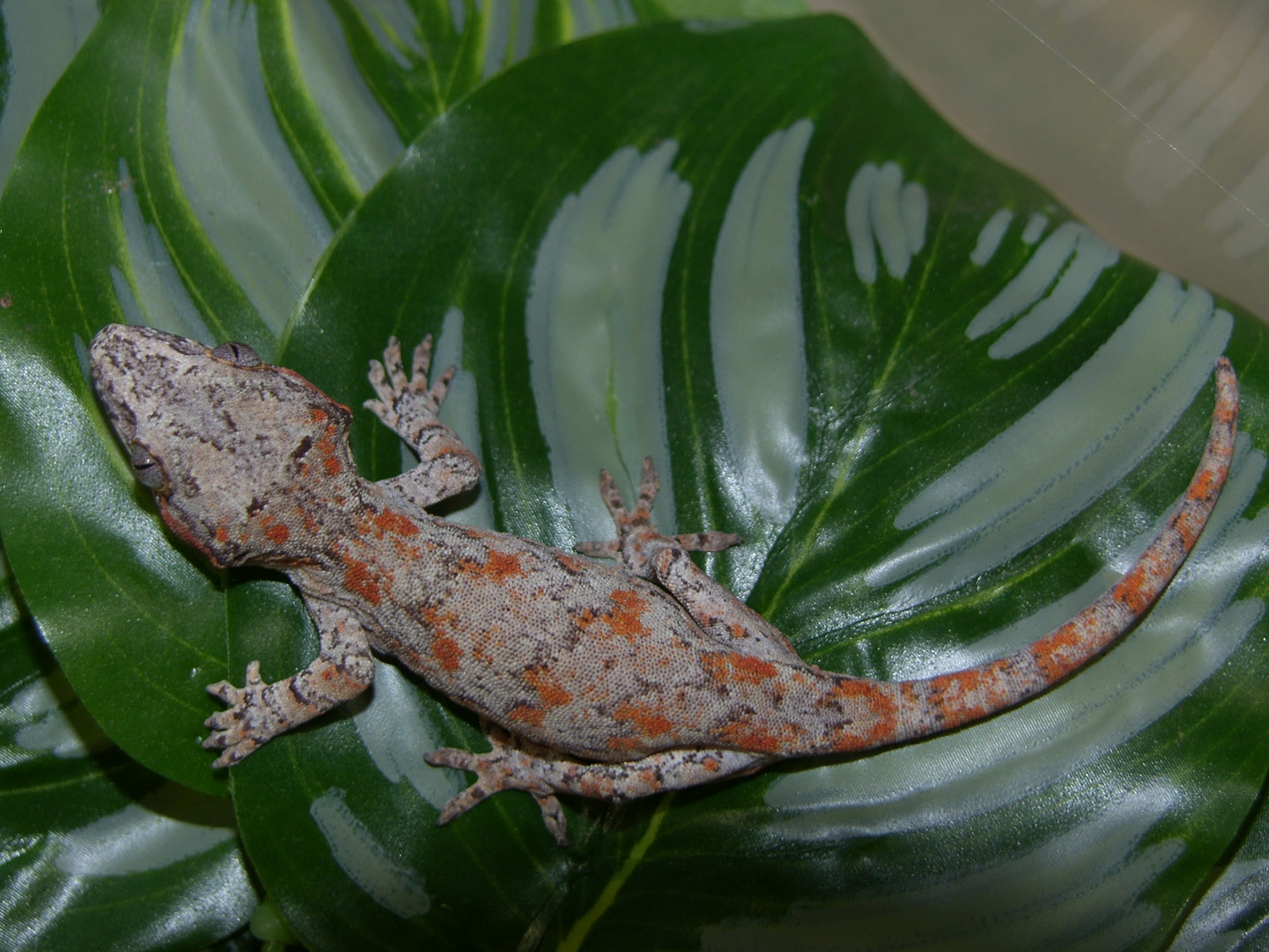 Nice Light Orange Blotch Produced By Calico Rhacs Gargoyle Gecko by ...
