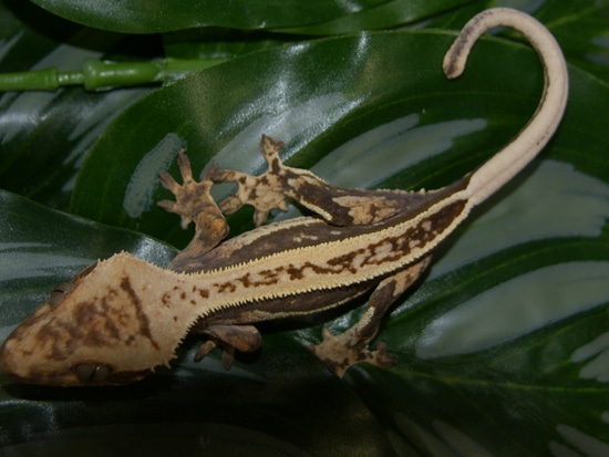 A Nice Quad-stripe With An Interesting Dorsal Pattern Produced By ...