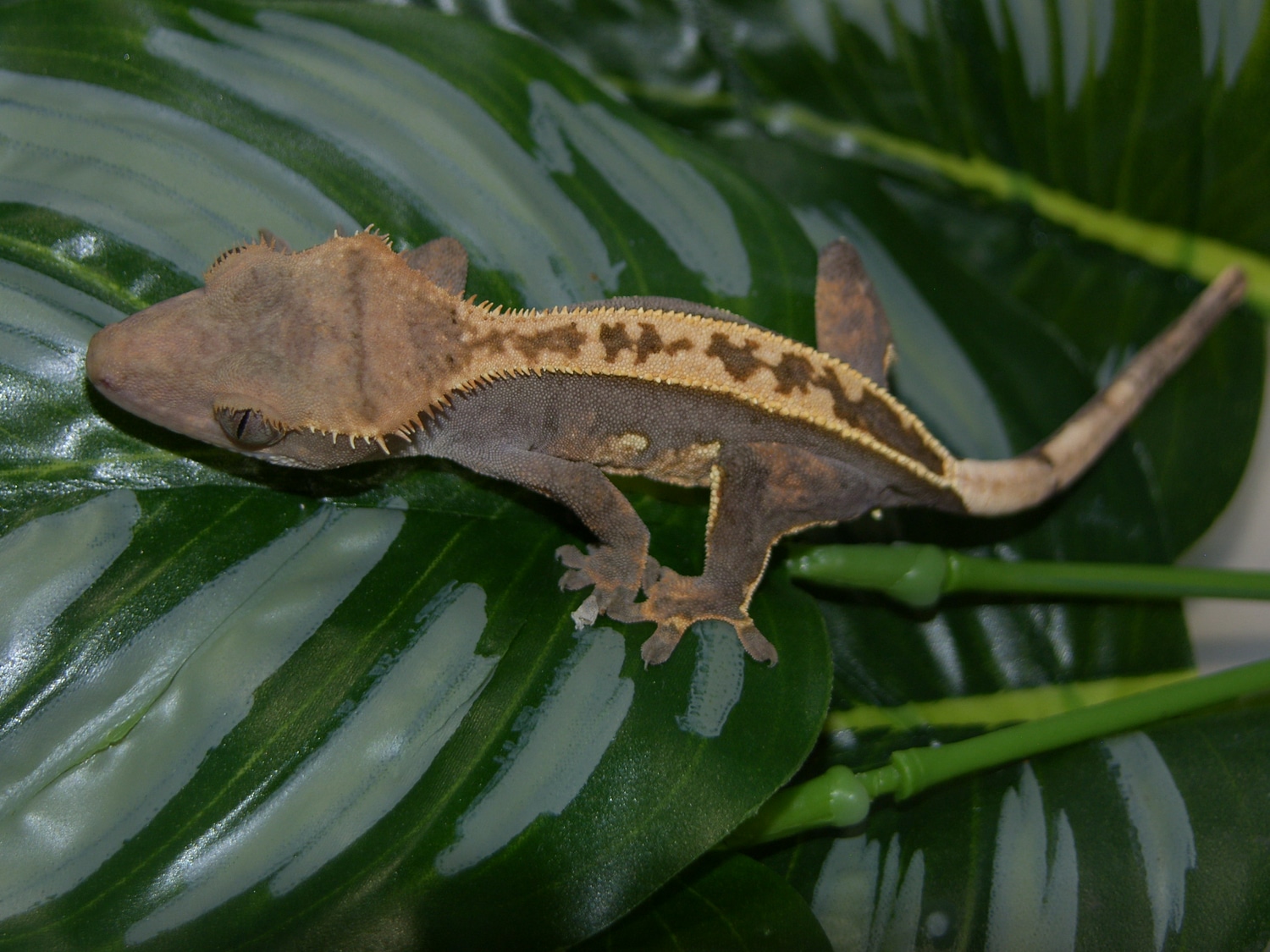 Dark Lavender Cream Pinstripe Produced By Calico Rhacs Crested Gecko by ...