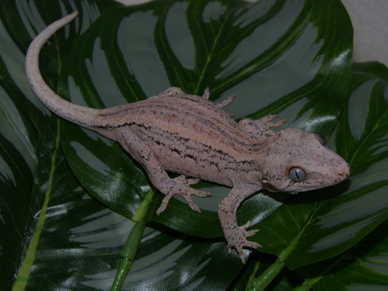 A Faint Striped Gecko That Looks Pink. Produced By Calico Rhacs ...