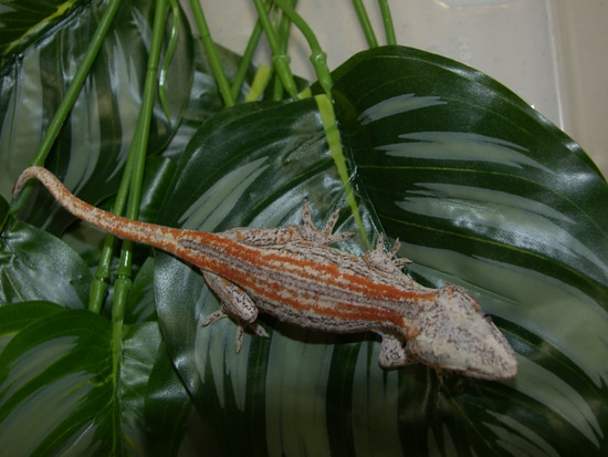 Nice Orange Stripe Produced By Calico Rhacs Gargoyle Gecko by Calico Rhacs
