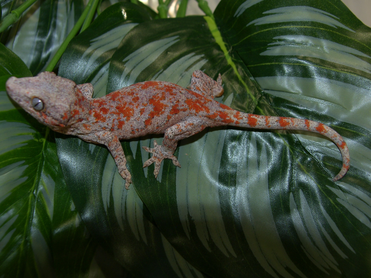 Orange Super Blotch. Produced By Calico Rhacs Gargoyle Gecko by Calico ...