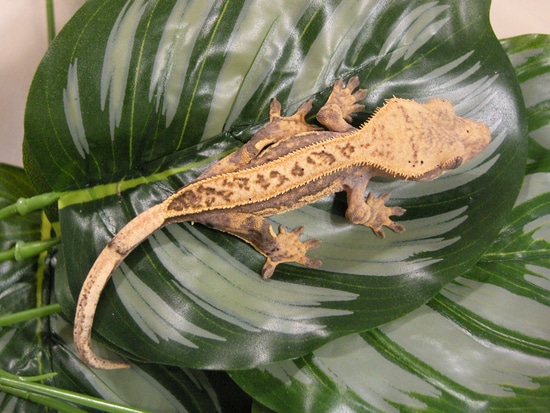 Lavender Cream Tricolor Pin Stripe Produced By Calico Rhacs Crested ...