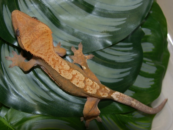 Nice Red Flame Produced By Calico Rhacs Crested Gecko by Calico Rhacs