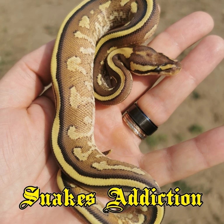 Specter "Gravel Or YB" Poss RedStripe Poss Mojave Ball Python by ...