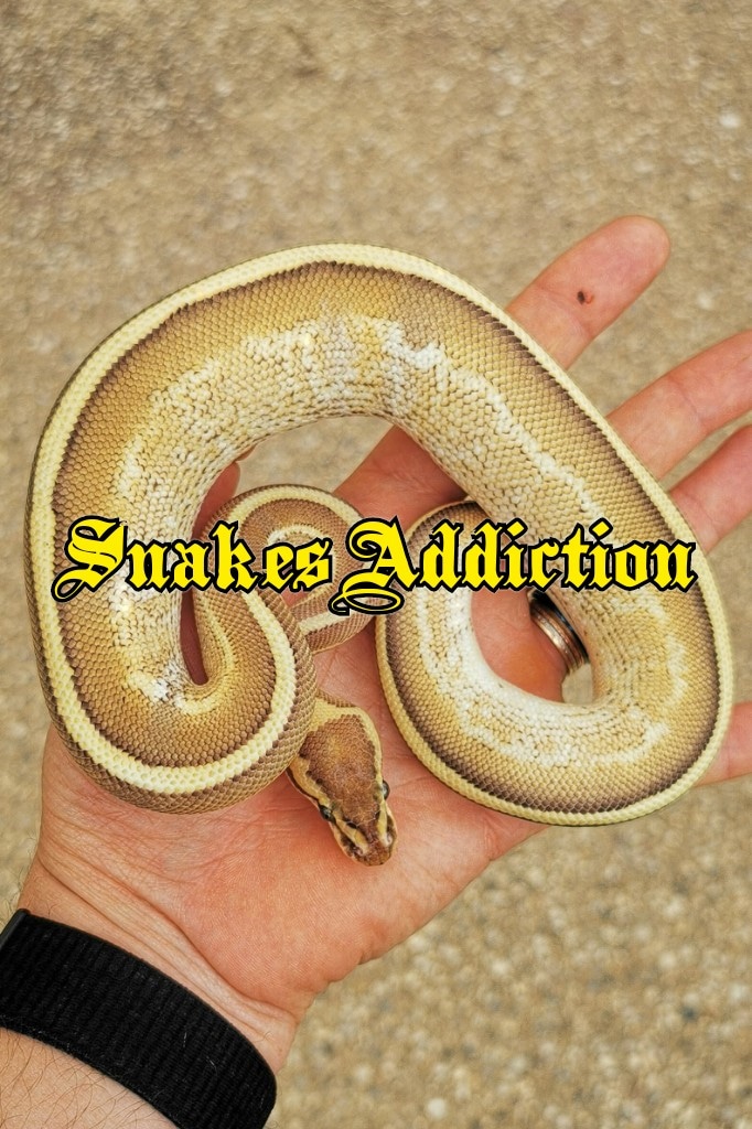 RedStripe SuperStripe Ball Python by SnakesAddiction - MorphMarket