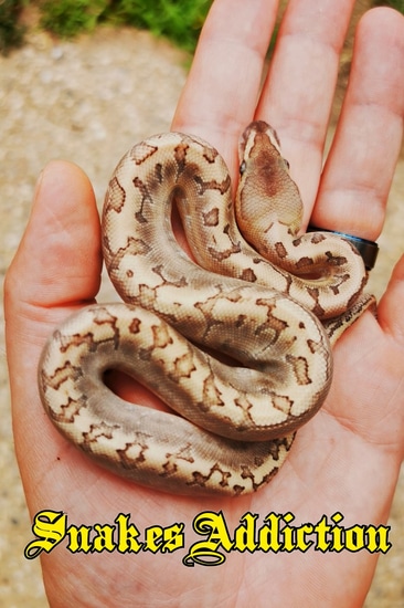 Bamboo Pinstripe Poss Chocolate/GHI Ball Python by SnakesAddiction