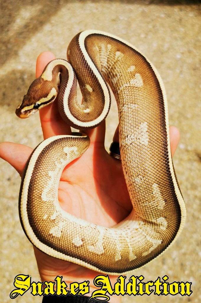 Gravel Specter Mojave Poss RedStripe Ball Python by SnakesAddiction ...