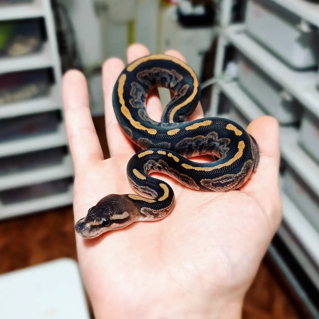 Black Pastel Mahogany Het Pied Ball Python by The-snakes Garage ...