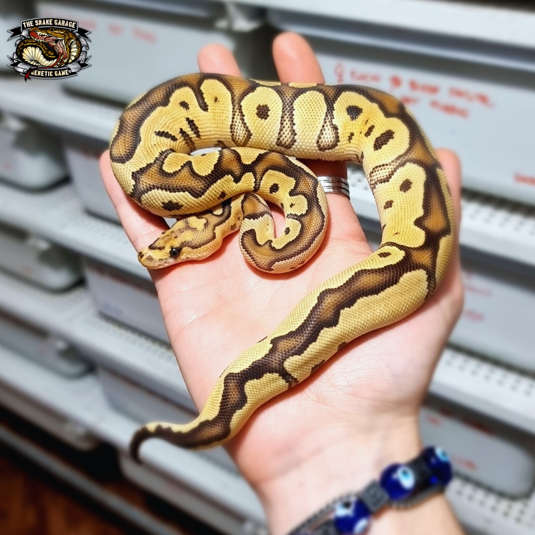 Fire Clown Ball Python by The-snakes Garage - MorphMarket