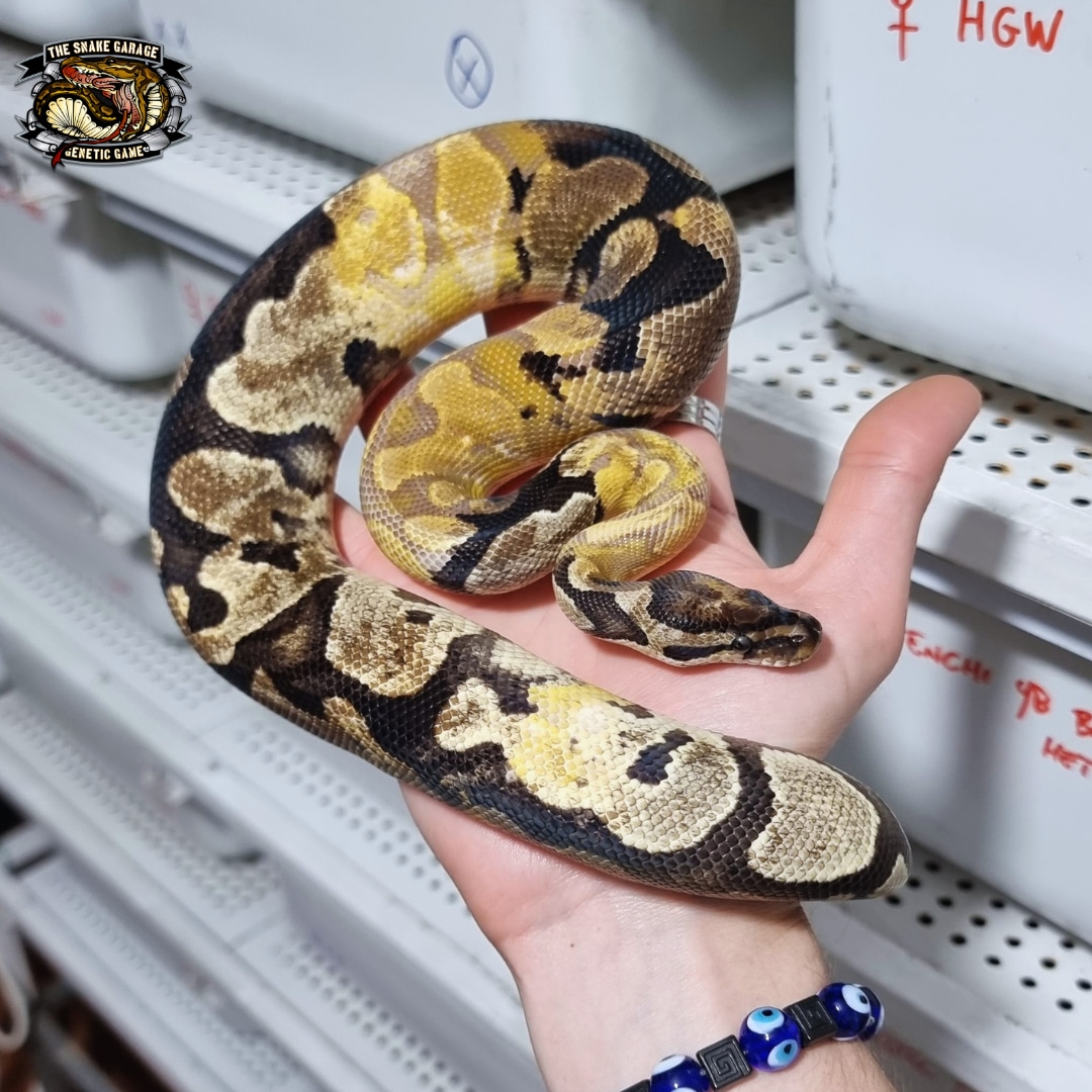 Caramel Desert Ghost Paradox Ball Python by The-snakes Garage - MorphMarket