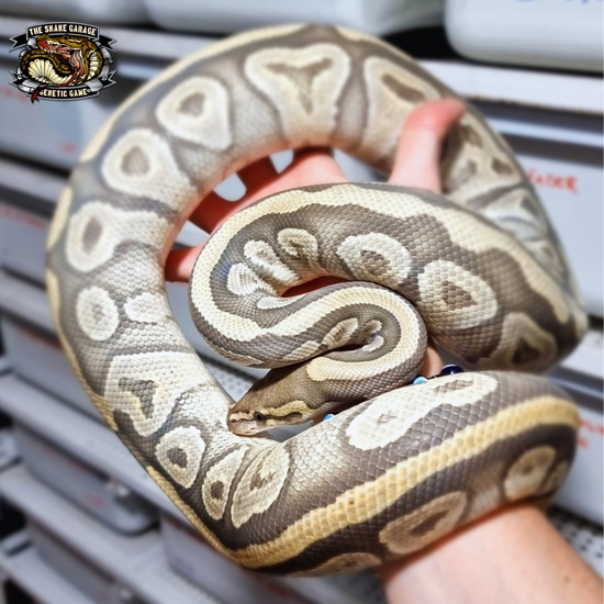 Mojave Hypo Het Clown Ball Python by The-snakes Garage