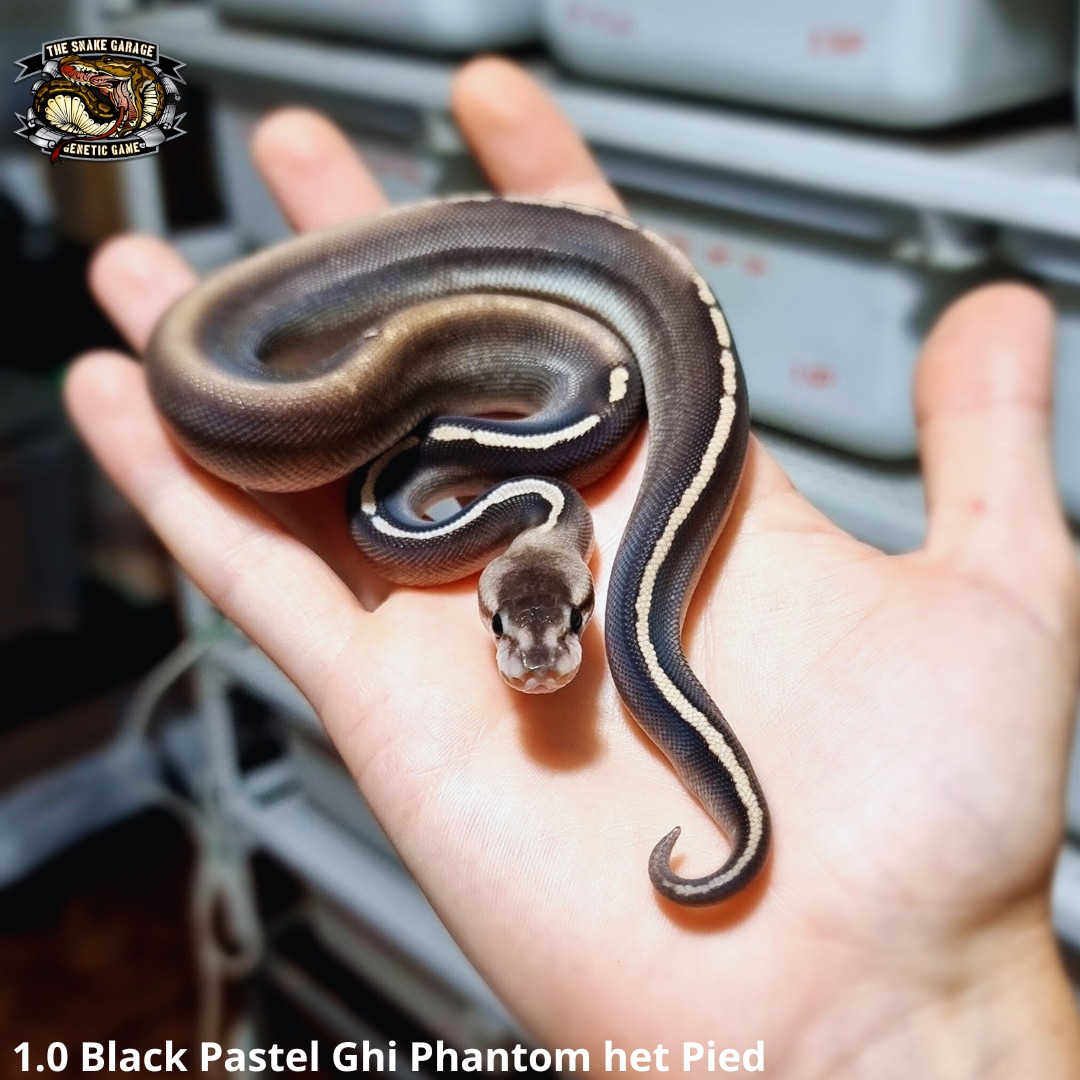 Black Pastel Ghi Phantom Het Pied Ball Python by The-snakes Garage ...