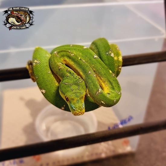 Medusa (Mite Phase) Green Tree Python by The-snakes Garage