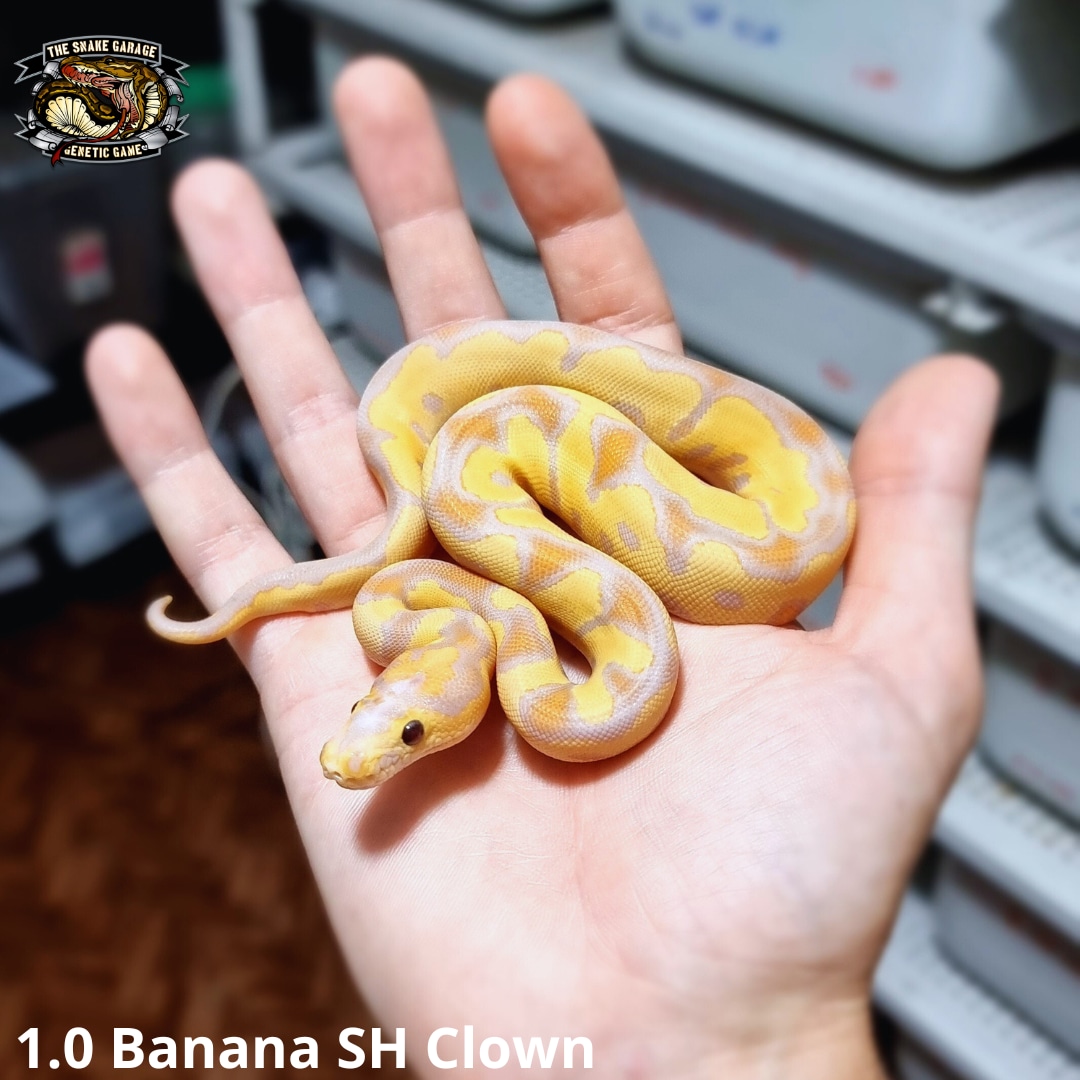 Banana SH Clown Ball Python by The-snakes Garage - MorphMarket
