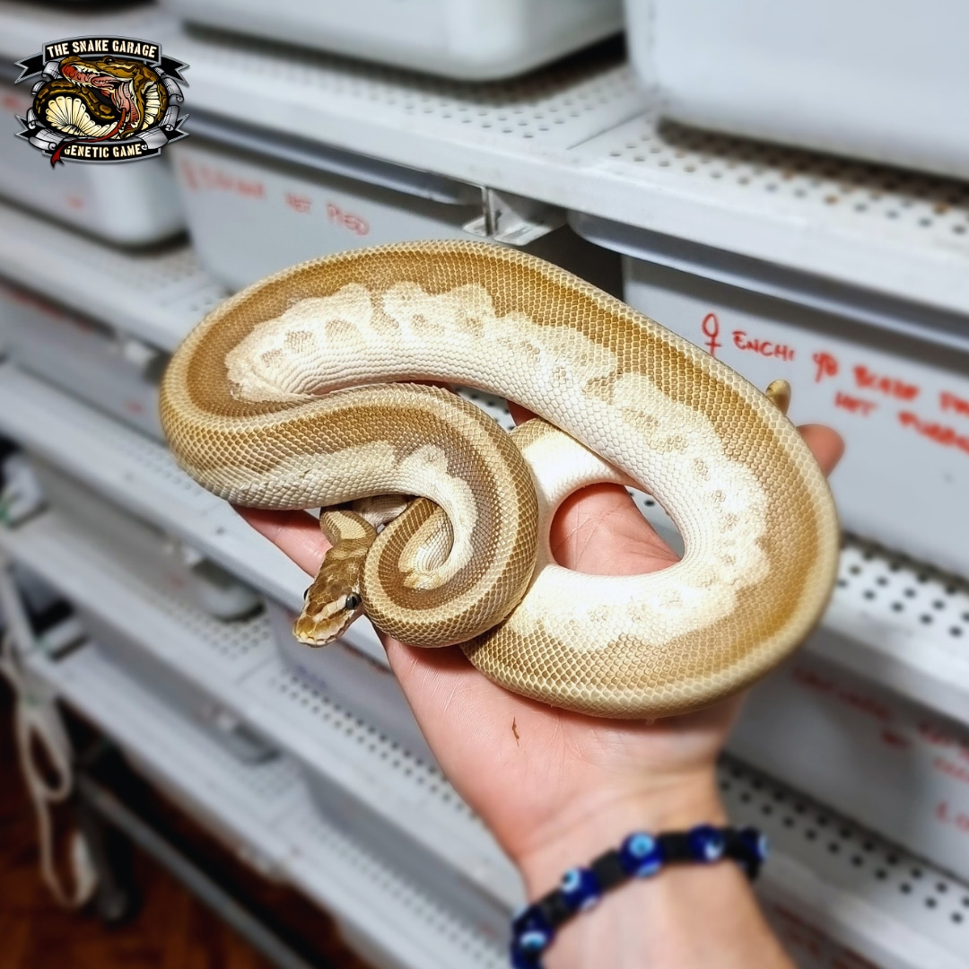 Leopard Mojave Enchi HRA (Blaze) Het Puzzle Ball Python by The-snakes ...
