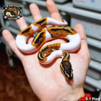 Black Pastel Ghi Phantom Pied Ball Python by The-snakes Garage ...