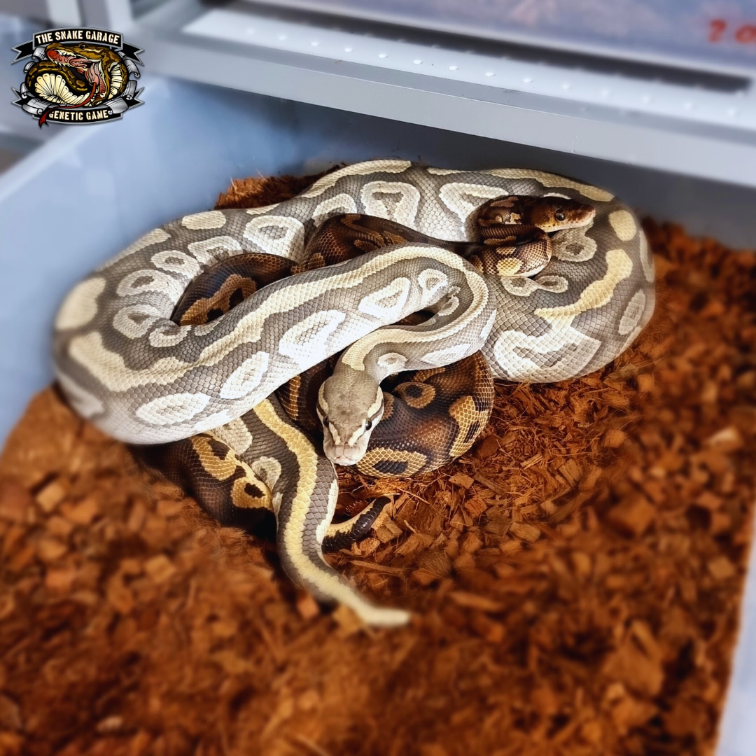 Ball Python Clutch: breeding-23-L267 by The-snakes Garage - MorphMarket