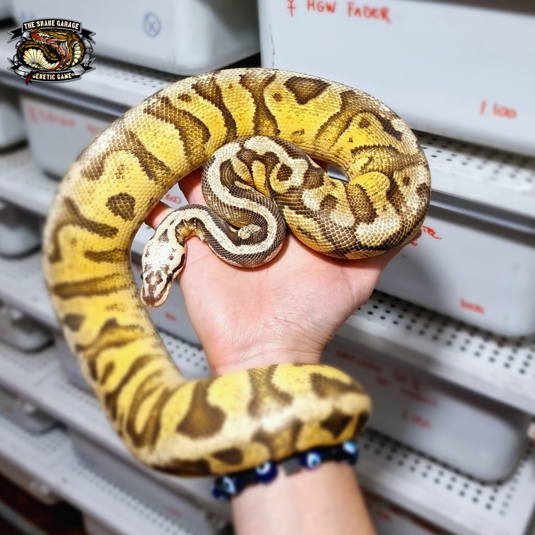 Super Pastel Vanilla YB Het Clown Ball Python by The-snakes Garage ...