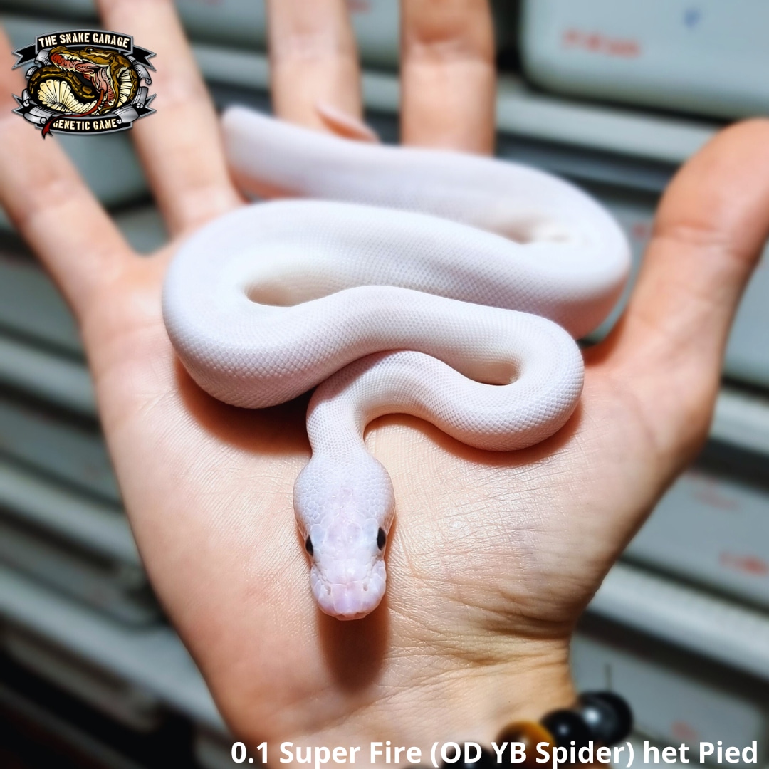 Super Fire (OD YB Spider) Het Pied Ball Python by The-snakes Garage ...