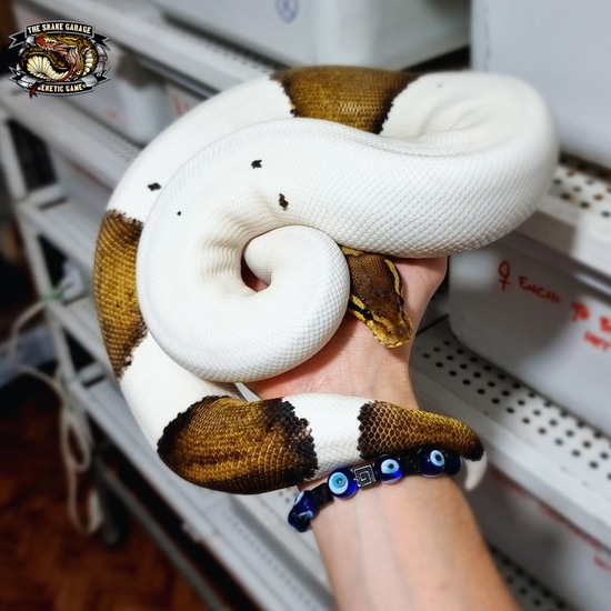Black Pastel Phantom Pied Ball Python by The-snakes Garage