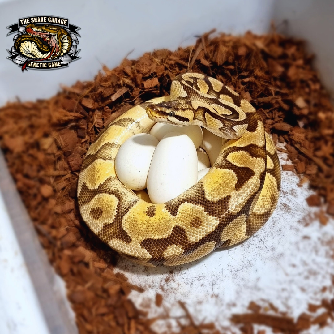 Ball Python Clutch: breeding-23-NED2 by The-snakes Garage - MorphMarket